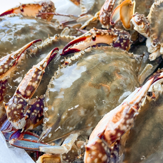 25년 첫 부사! 경북 햇 진짜 부사사과 (세척/비세척)