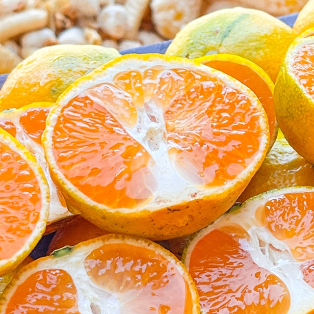 24년 첫 출하! 고당도 제주 극조생 감귤!